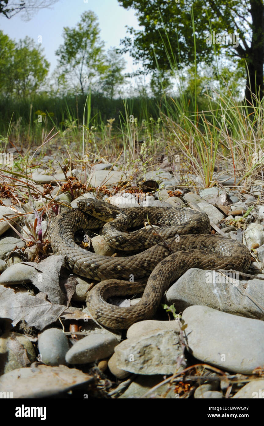 Invertebrates Reptiles