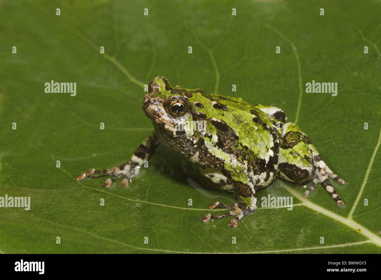 Marbled Burrowing Frog Scaphiophryne marmorata Stock Photo - Alamy