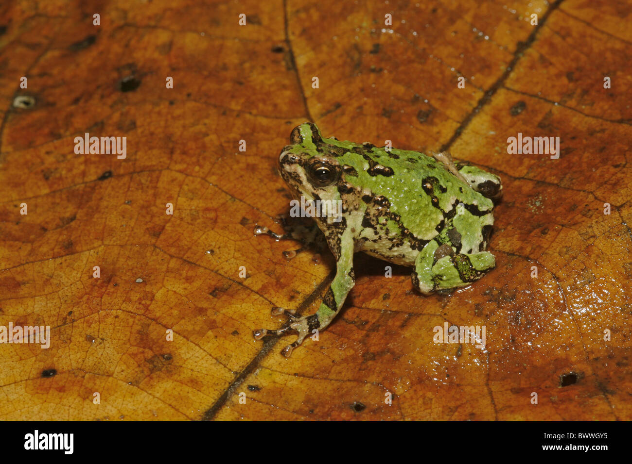 Marbled Burrowing Frog Scaphiophryne marmorata Stock Photo - Alamy