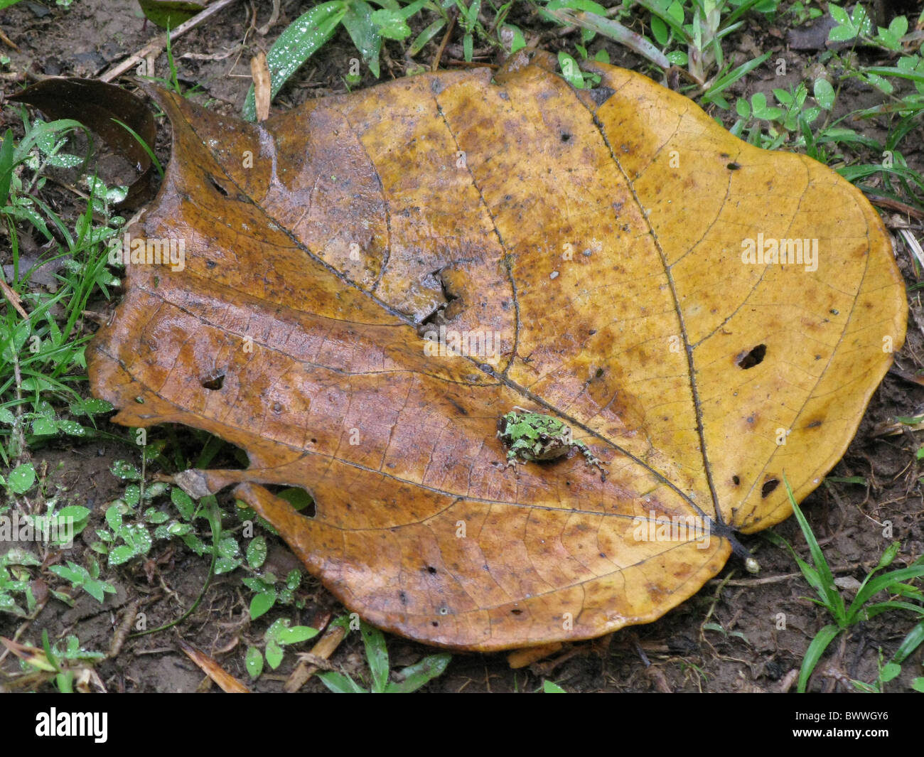 Marbled Burrowing Frog Scaphiophryne marmorata Stock Photo - Alamy