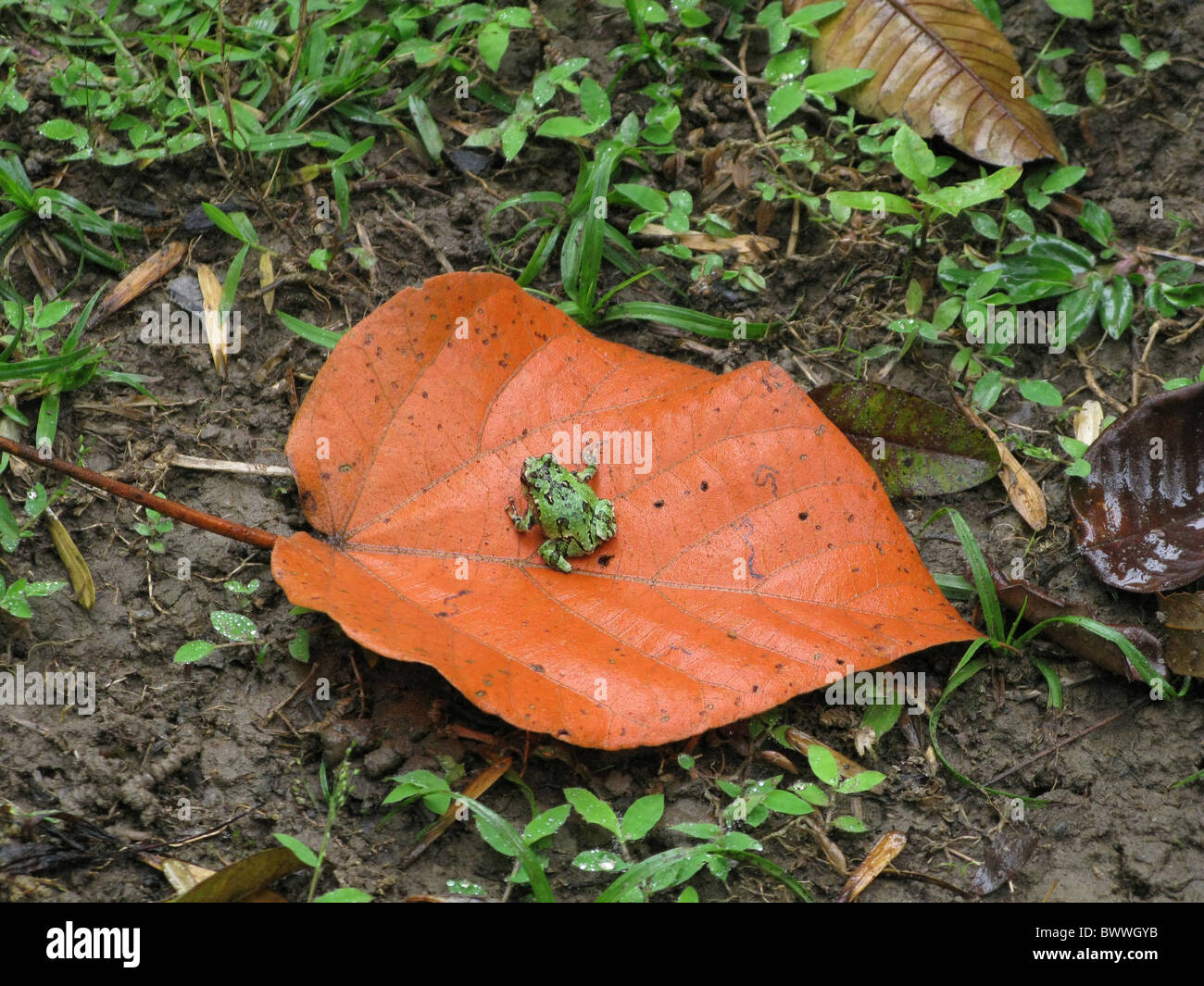 Marbled Burrowing Frog Scaphiophryne marmorata Stock Photo - Alamy