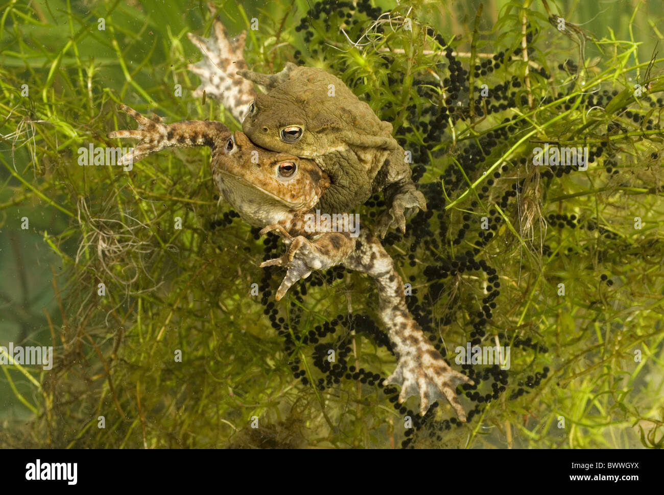 Common Toad Bufo bufo adult pair amplexus Stock Photo - Alamy
