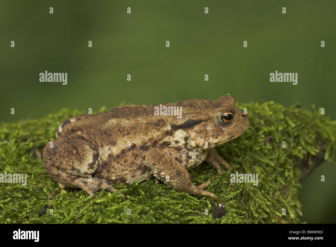 Common Toad Bufo bufo adult sitting moss covered Stock Photo - Alamy