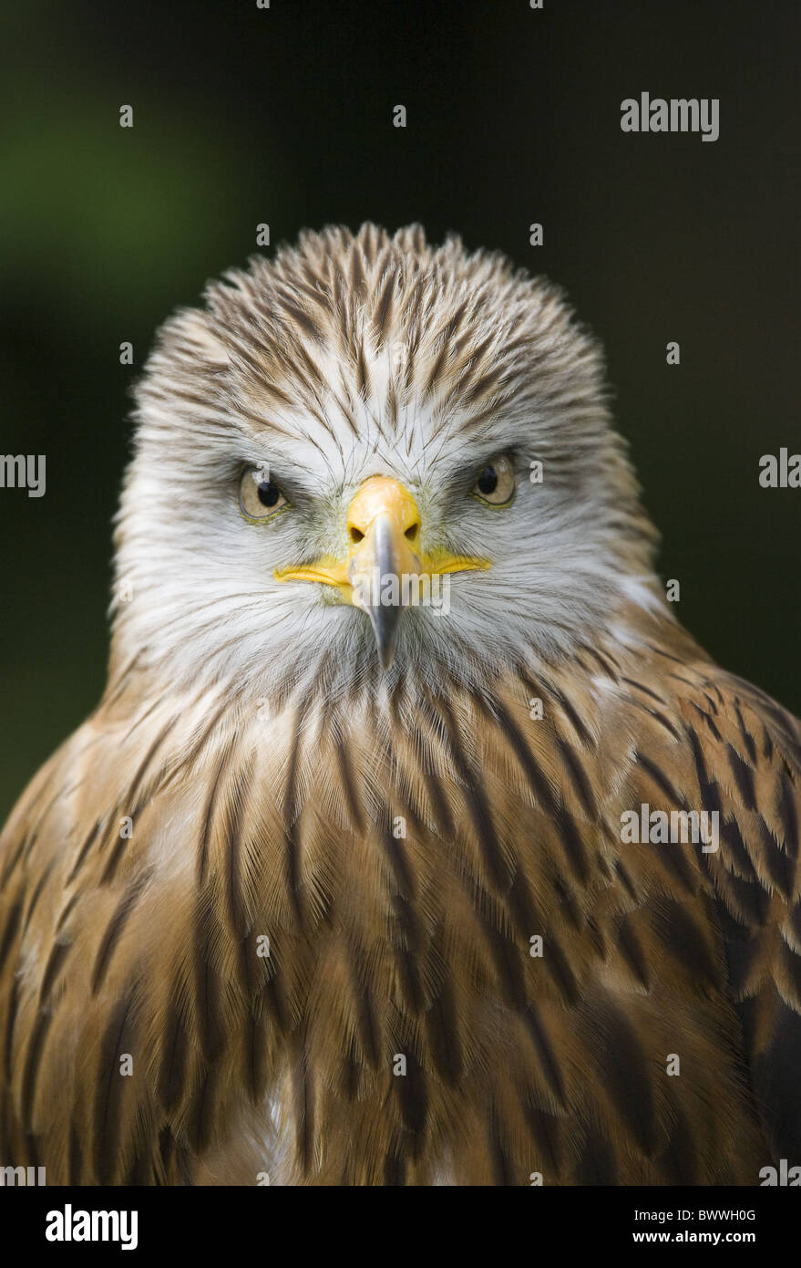 Red Kite (Milvus milvus) adult, close-up of head Stock Photo - Alamy
