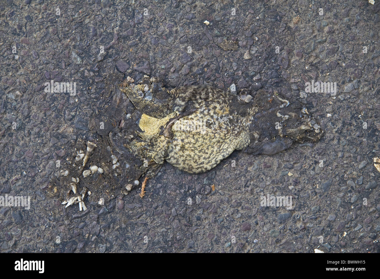 animal animals toad toads road kill flattened run over squashed squash ...