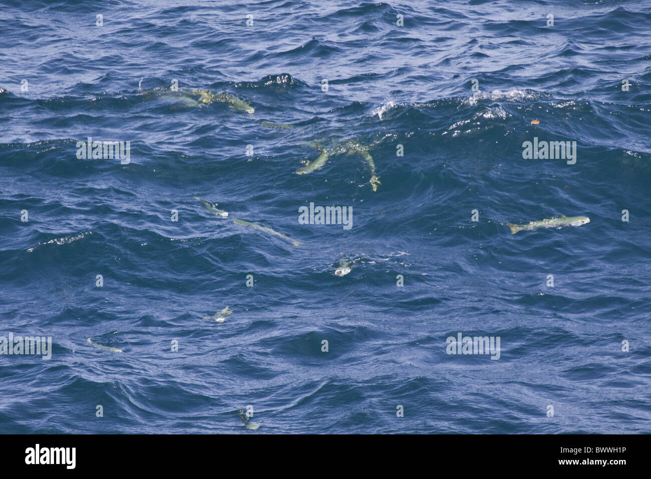 Yellow mullet swimming in the Galapagos Stock Photo - Alamy