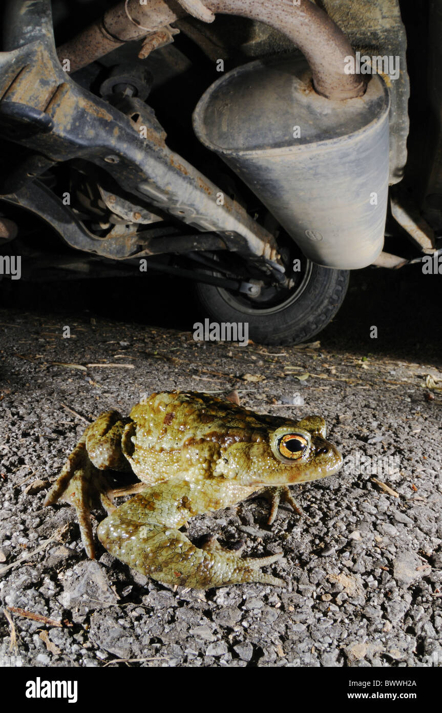amphibians Bufo bufo car danger human environment road-kill toad common ...