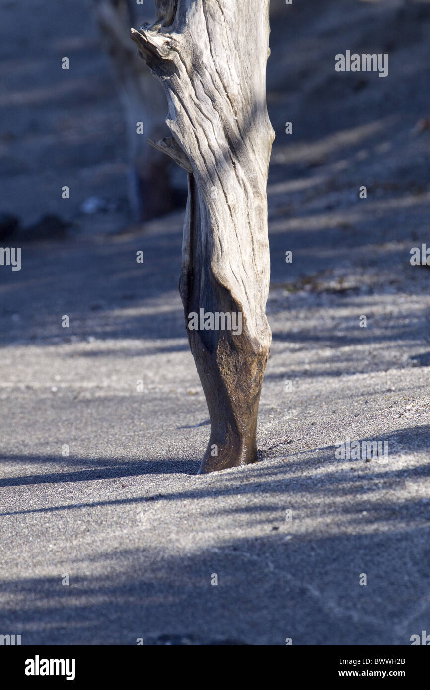 movement sand around tree stump as warn most it Stock Photo - Alamy