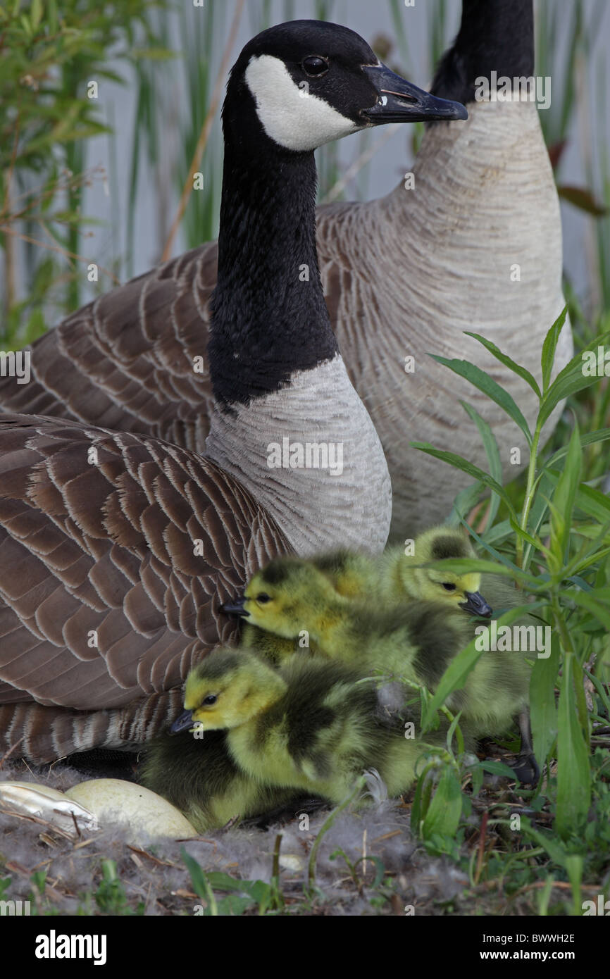 Canada Goose (Branta canadensis) Mother with young on nest - New York ...