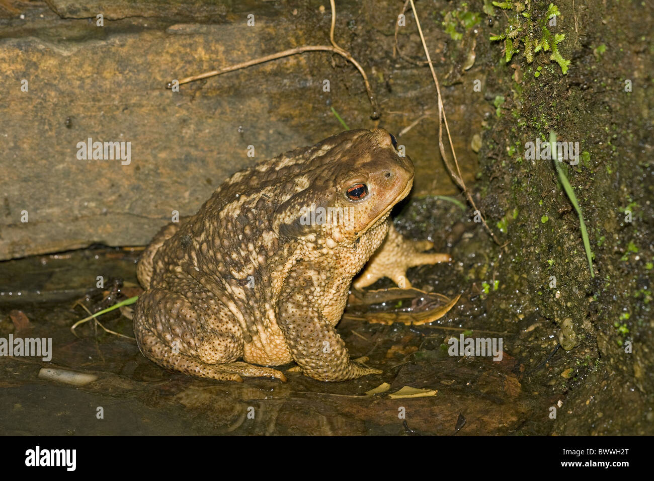 Female Common Toad Bufo bufo sitting water trough.Extremadura Spain ...
