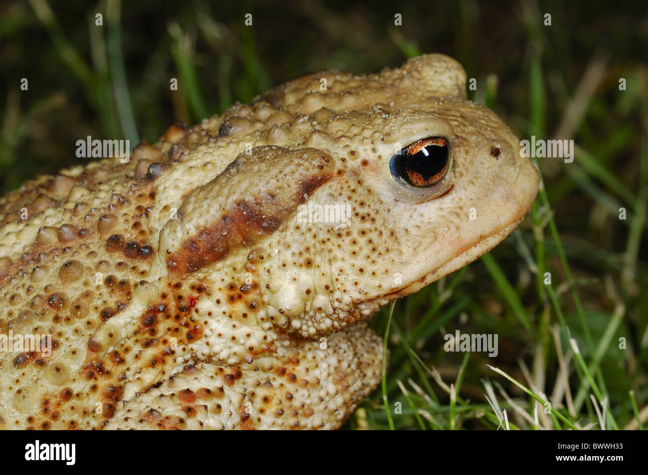 Bufo bufo toad amphibian common toad toads amphibian amphibians animal ...