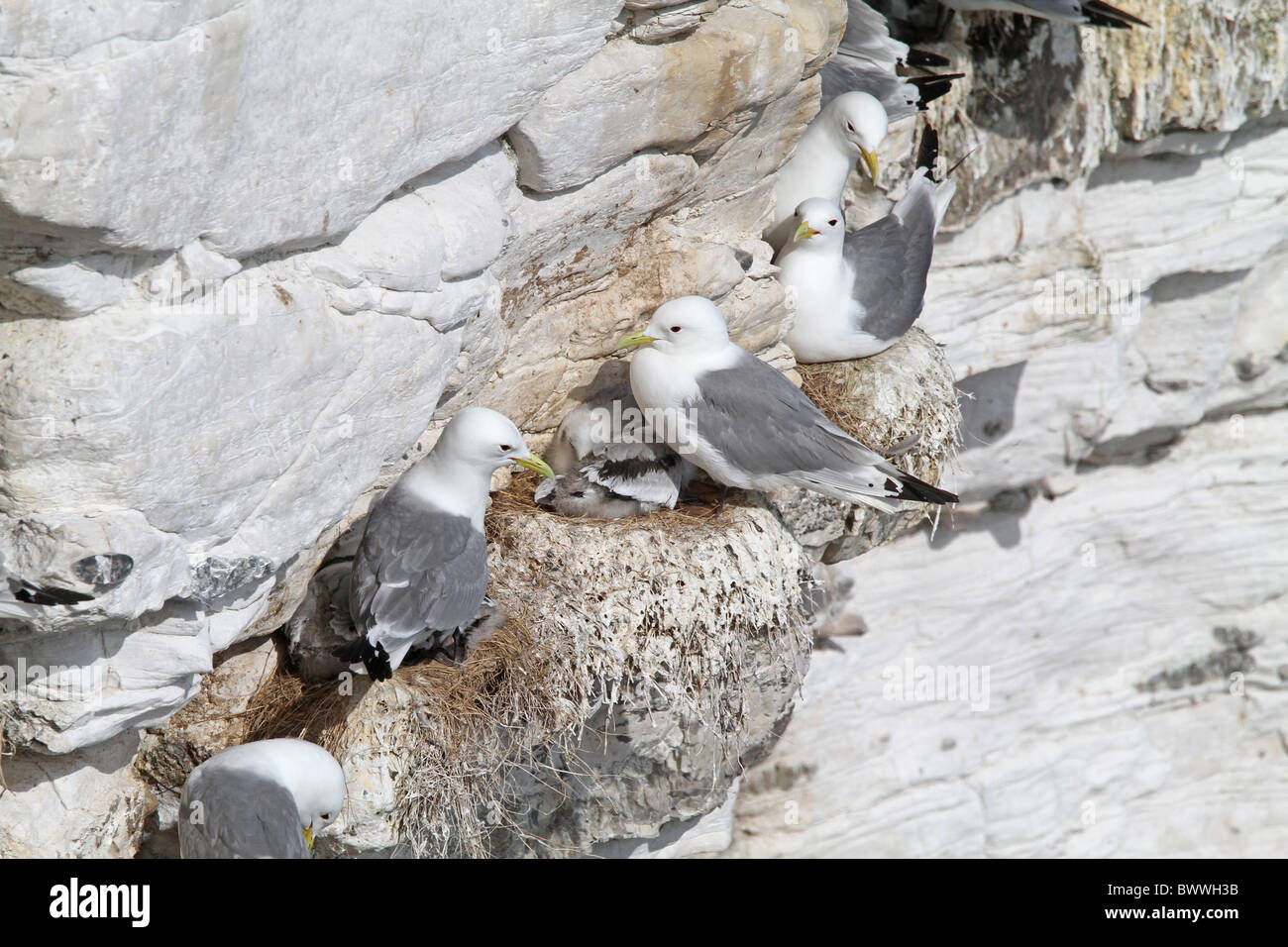 Kittiwake Rissa tridactyla nest nesting Stock Photo - Alamy