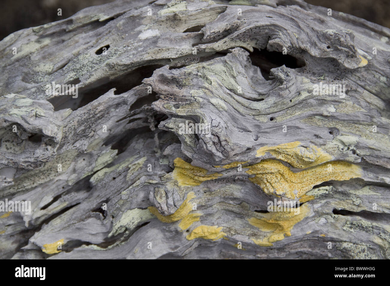 Old rotting tree stump Stock Photo - Alamy