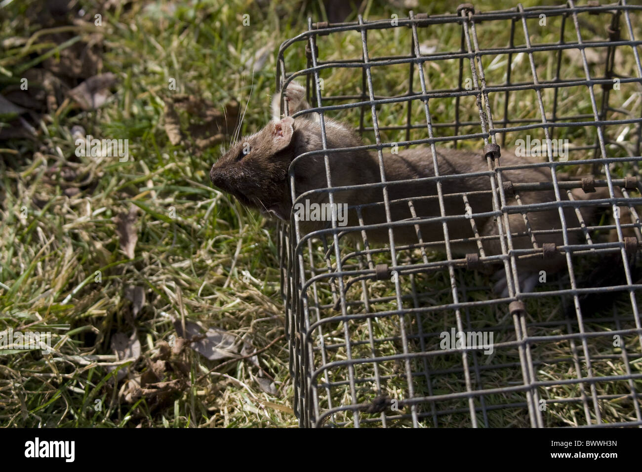 Stoat caught in trap Stock Photo - Alamy