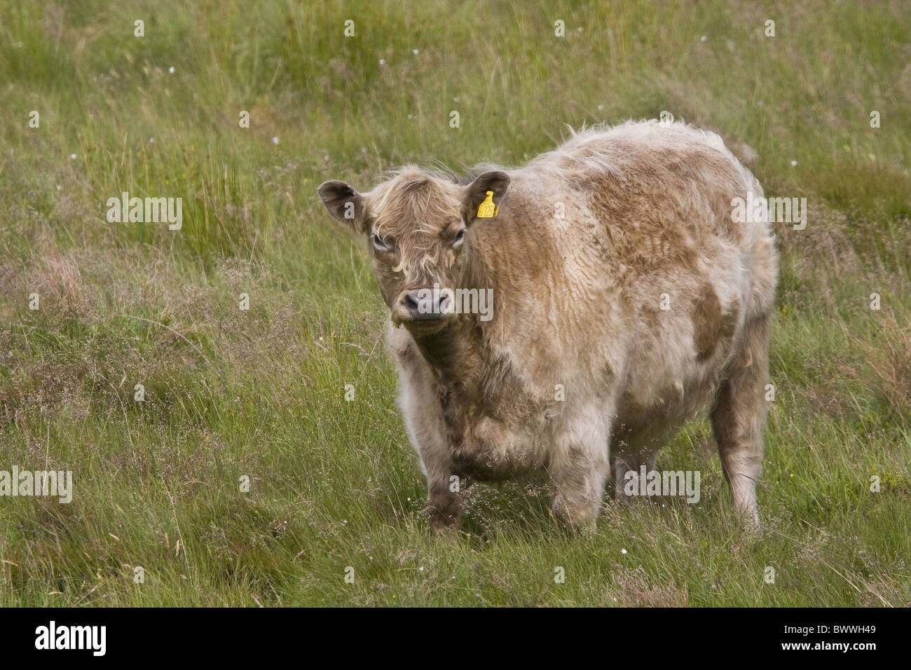 Luing cattle are a beef breed developed on the island of Luing in the ...