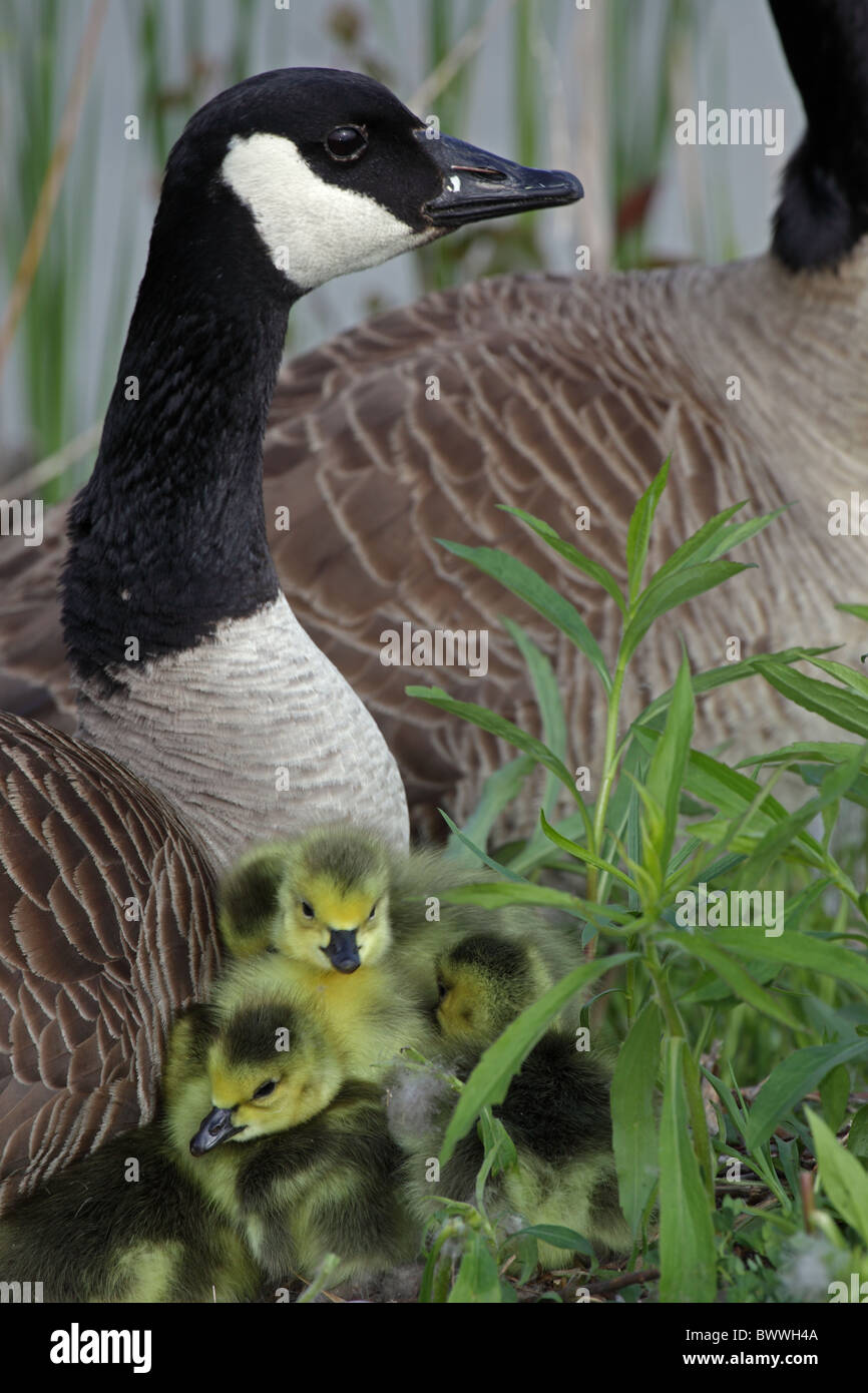 Canada Goose (Branta canadensis) Mother with young on nest - New York ...