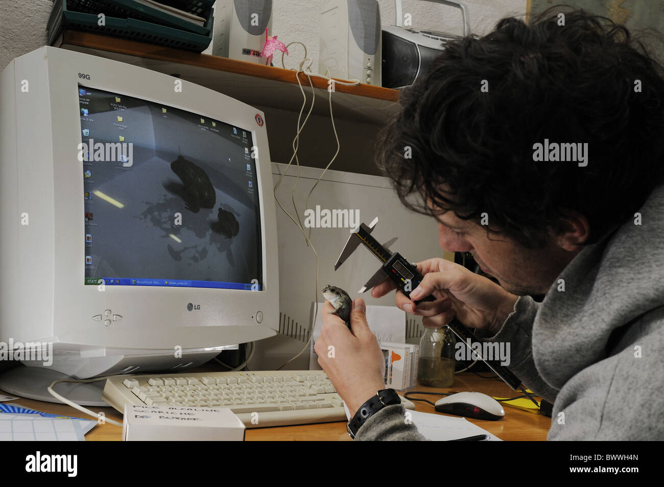 Amphibians biologist herpetologist Pelobates fuscus scientist toad ...