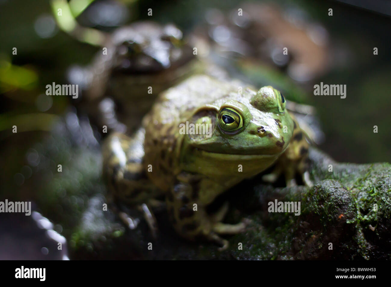 Frogs on a log hi-res stock photography and images - Alamy