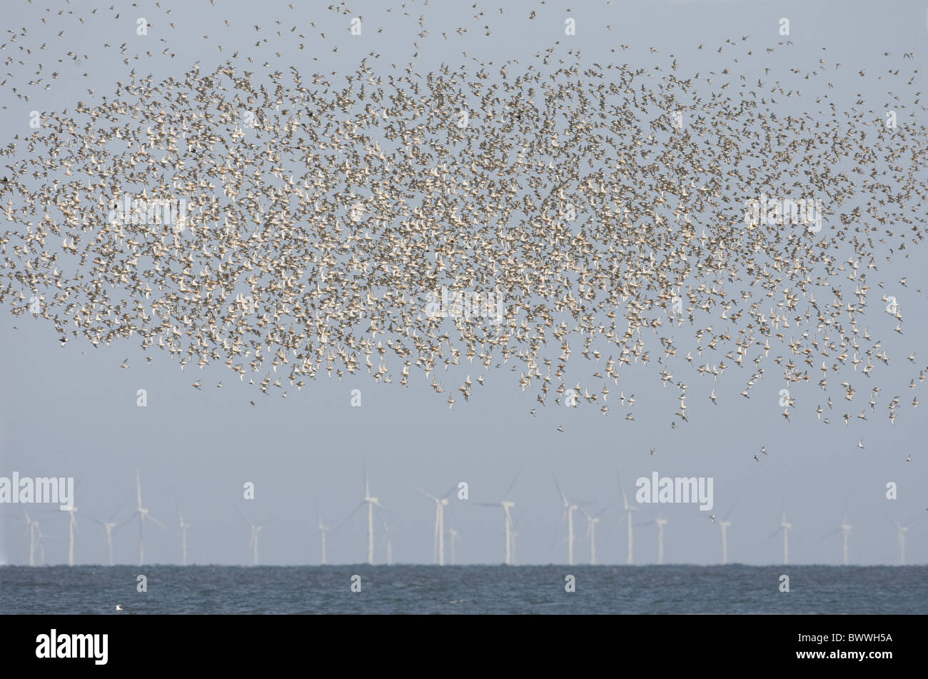 Knot (Calidris canutus) flock, in flight over sea, wind turbines of ...