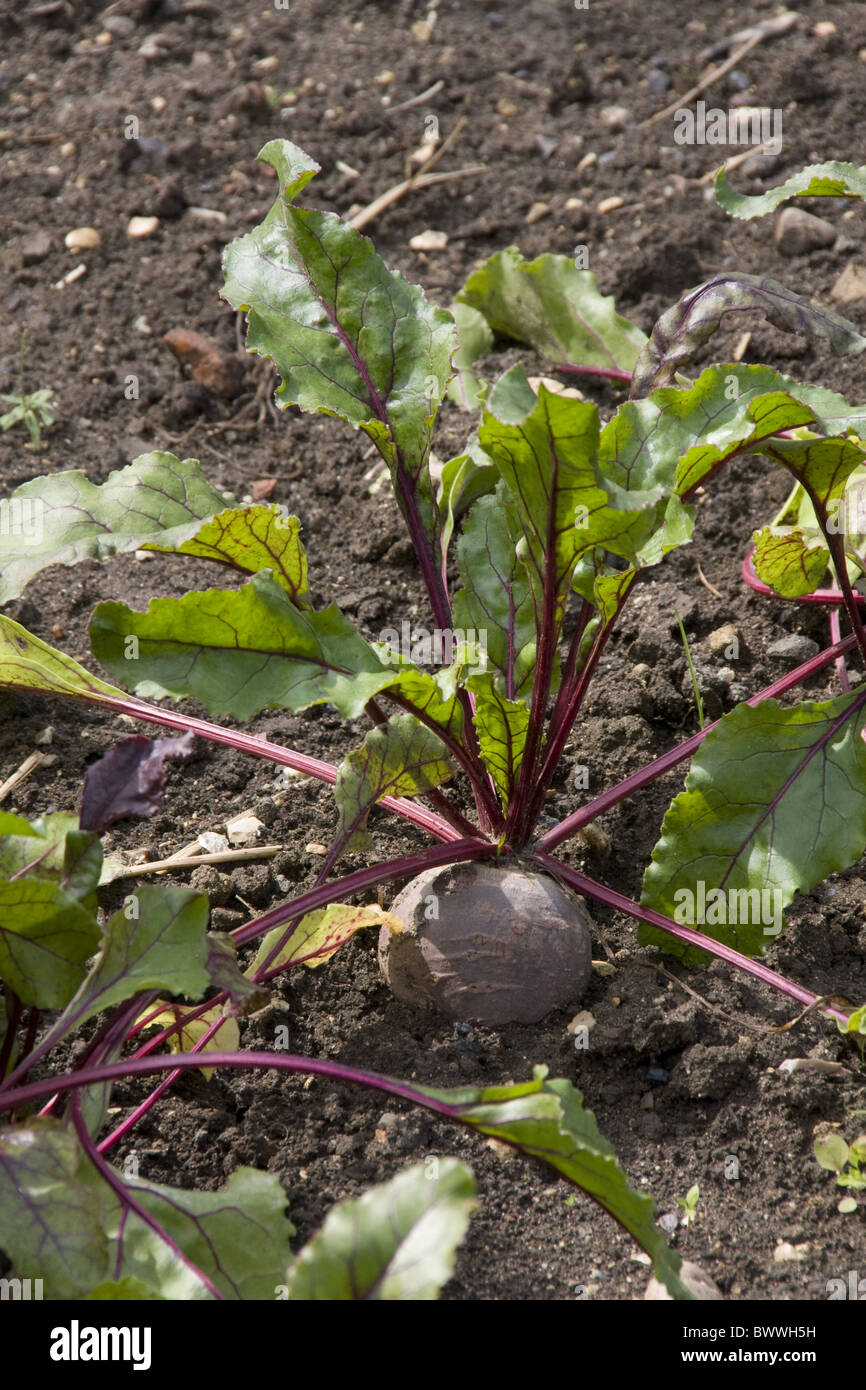 Ready to pick Beetroot Stock Photo - Alamy