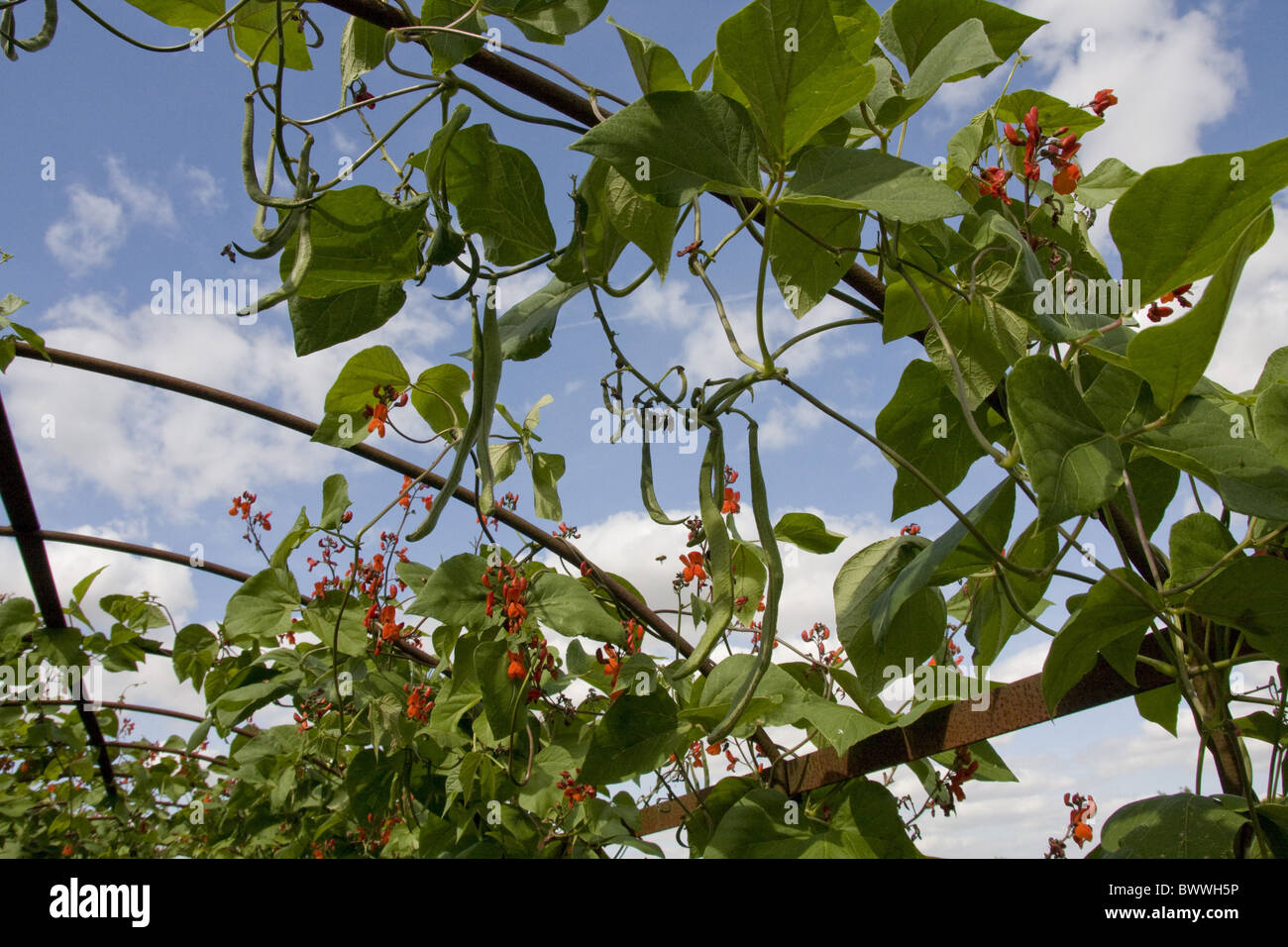Runner beans and flowers Stock Photo - Alamy
