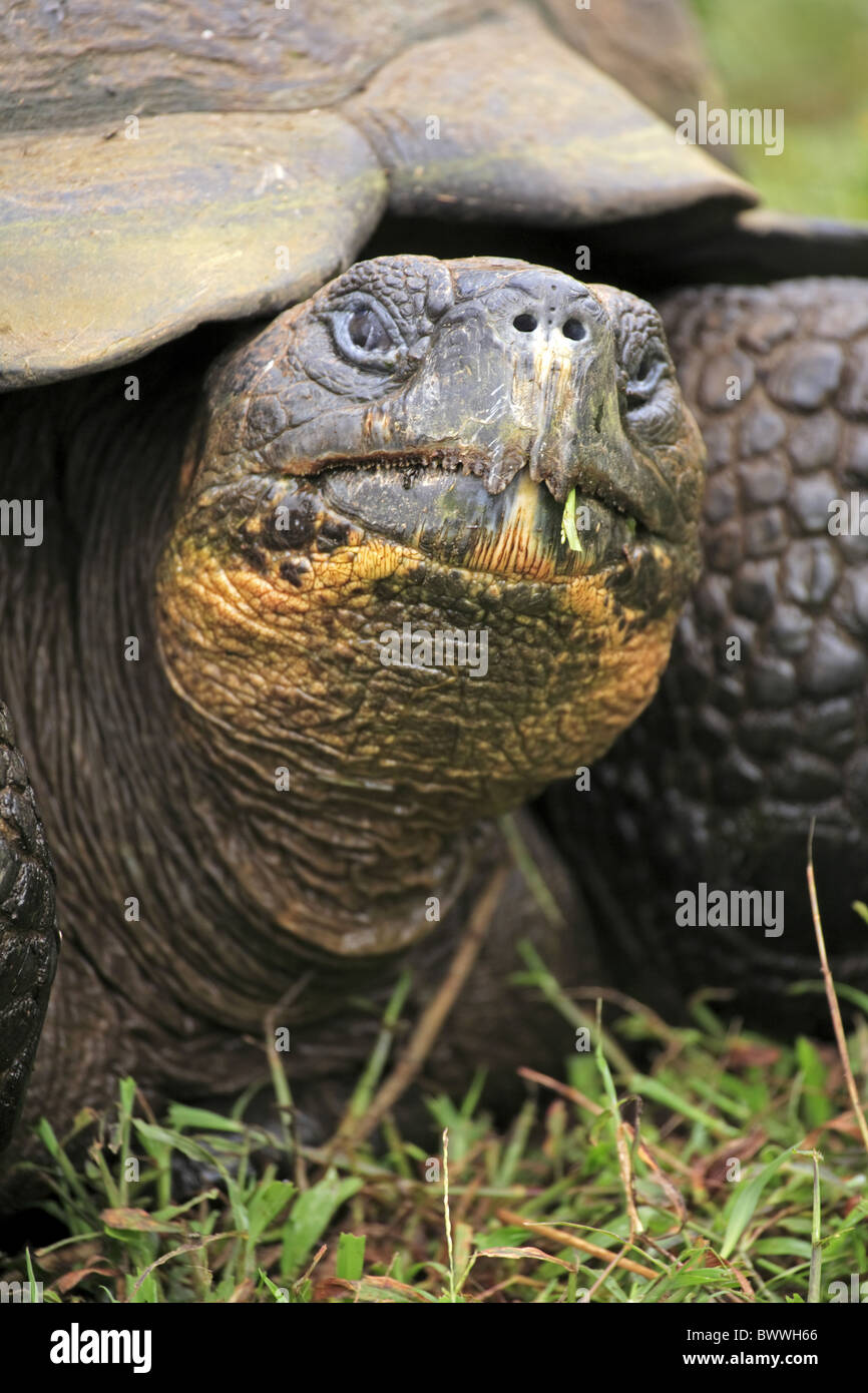 Portrait - close up tortoise tortoises reptile reptiles animal animals ...