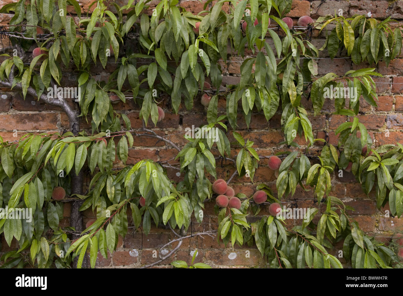 Fan trained peaches grow in walled garden Stock Photo - Alamy