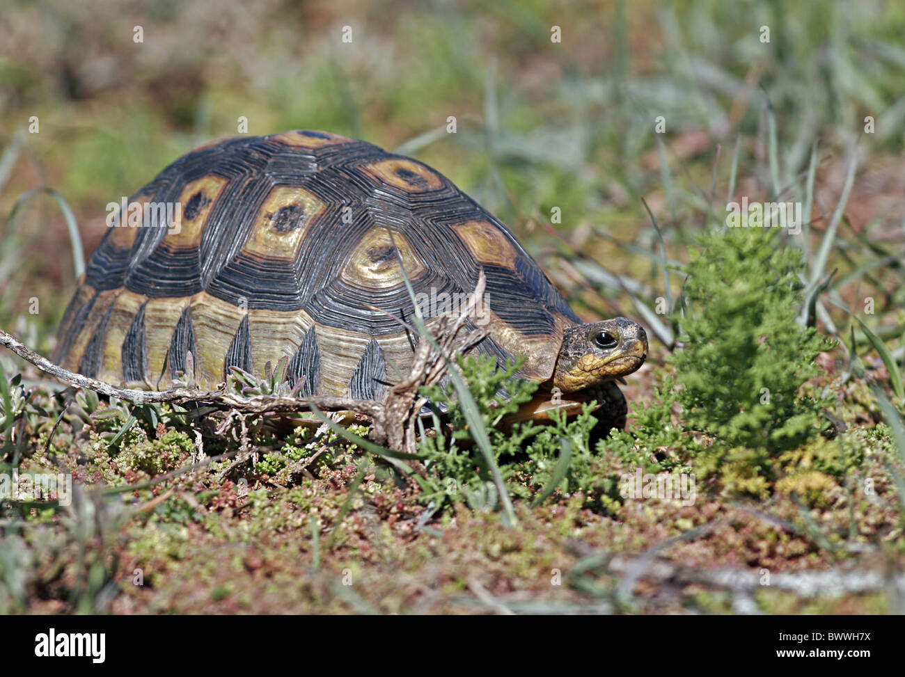 Angulate Tortoise Chersina angulata adult coastal Stock Photo - Alamy