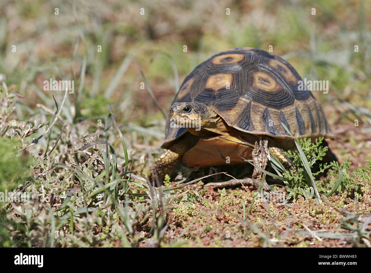 Angulate Tortoise Chersina angulata adult coastal Stock Photo - Alamy