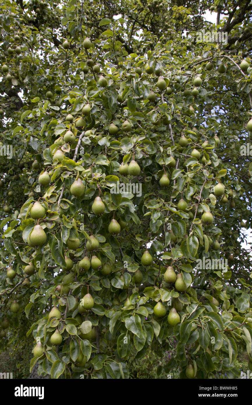 Heavy crop of pears Stock Photo - Alamy