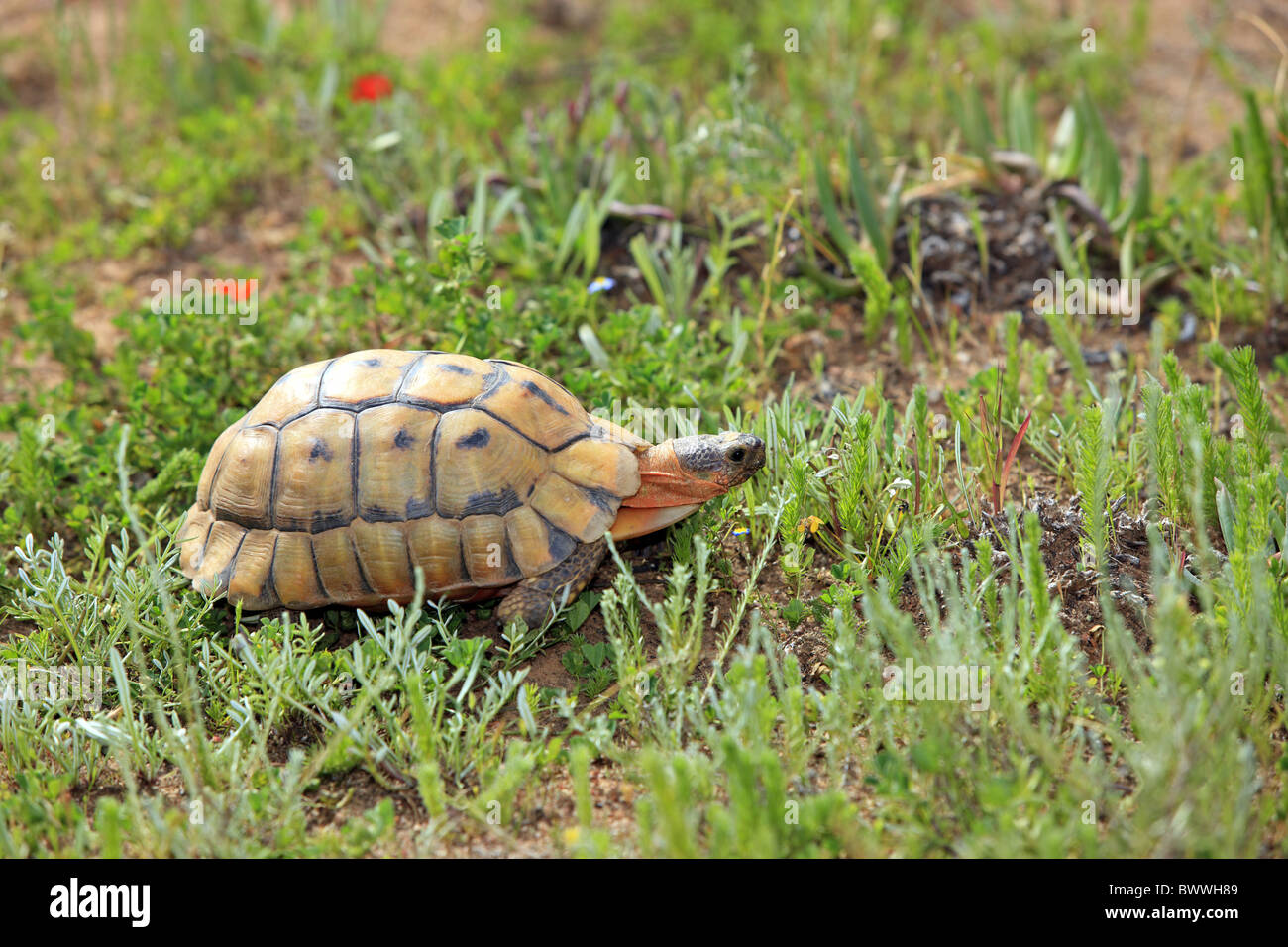 Angulate Tortoise Chersina angulata adult male Stock Photo - Alamy