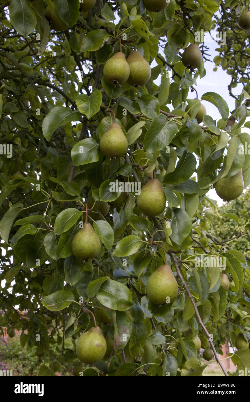 Heavy crop of common pears Stock Photo - Alamy