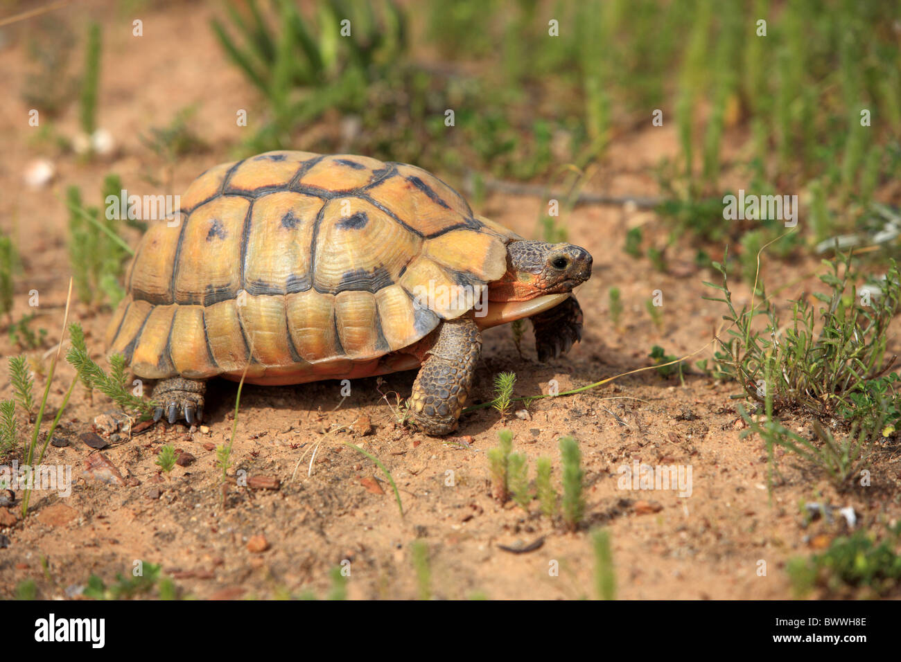 Angulate Tortoise Chersina angulata adult male Stock Photo - Alamy
