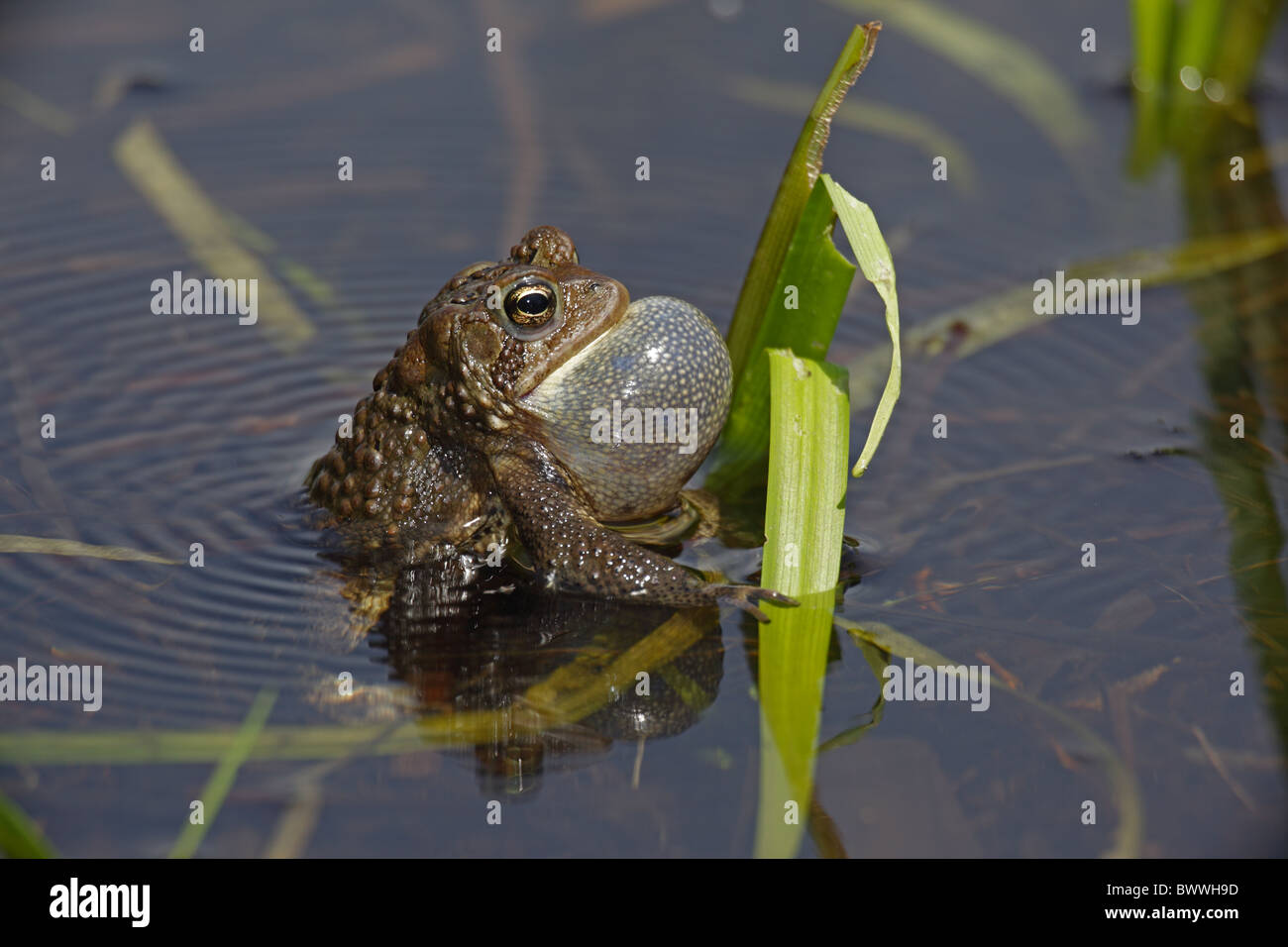 American Toad (Bufo americanus) - Male calling to attract female - New ...