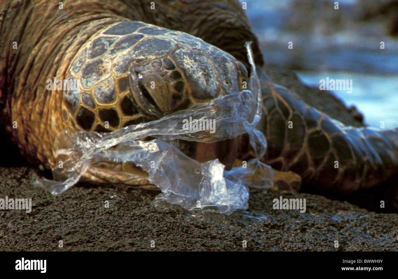 Turtle plastic bag hi-res stock photography and images - Alamy