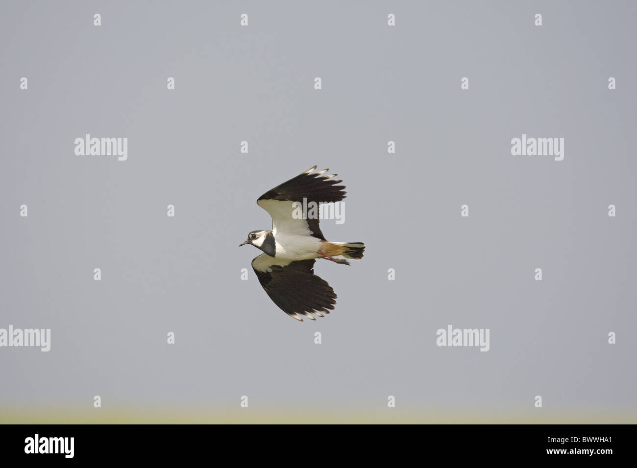 Wader bird cley norfolk hi-res stock photography and images - Alamy