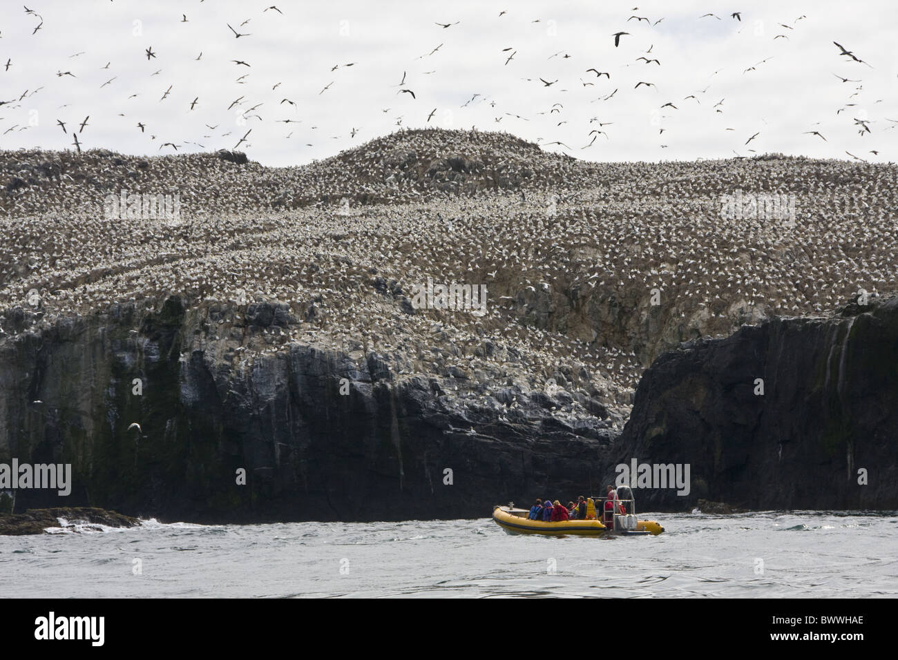 Gannet nesting colony Grassholm Island gannets nest sula bassanus morus ...
