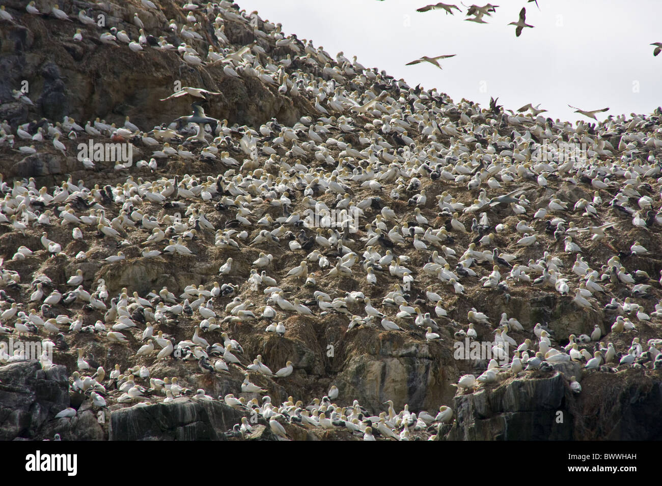 Gannet nesting colony on Grassholm Island Stock Photo - Alamy