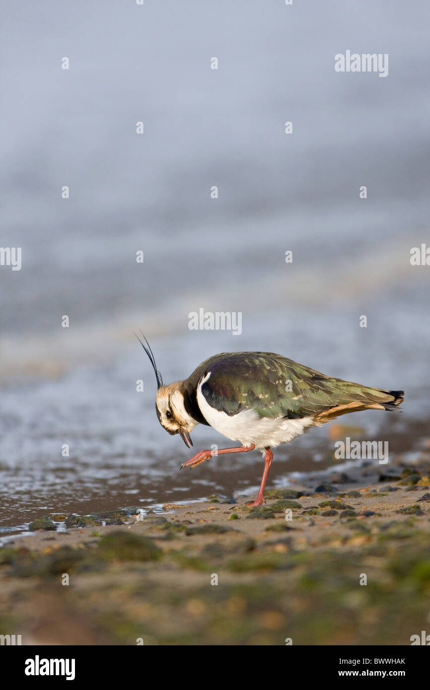 Northern Lapwing (Vanellus vanellus) adult, winter plumage, licking ...