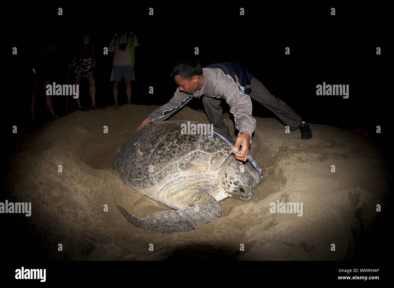 Measuring sea turtle hi-res stock photography and images - Alamy