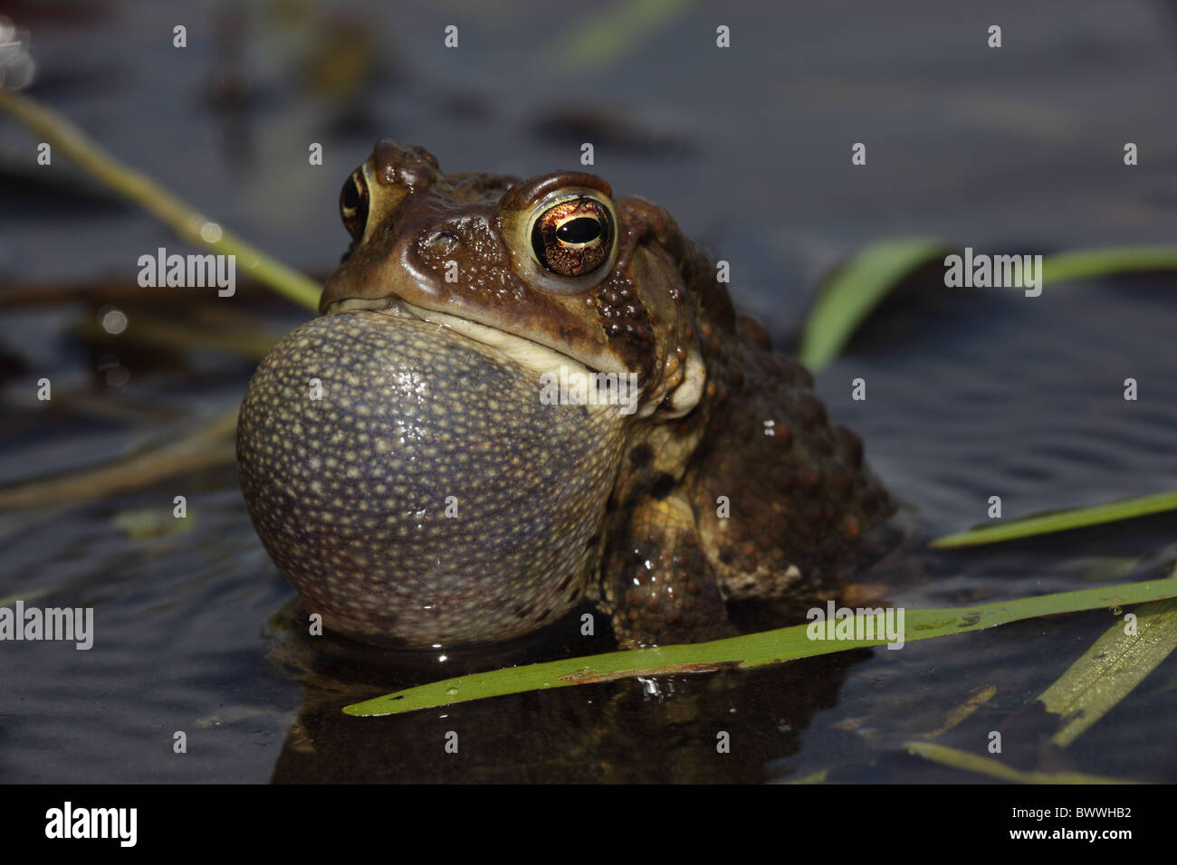American Toad (Bufo americanus) - Male calling to attract female - New ...