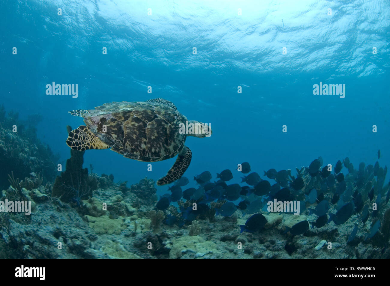 Underwater sea turtle key largo hi-res stock photography and images - Alamy