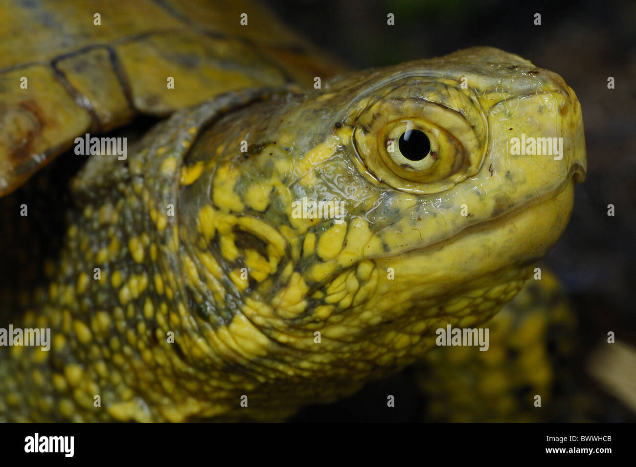 Emys orbicularis freshwater Italy portrait reptile turtle Vertebrates ...