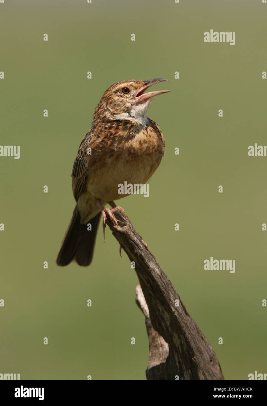 Red winged singing bushlark hi-res stock photography and images - Alamy