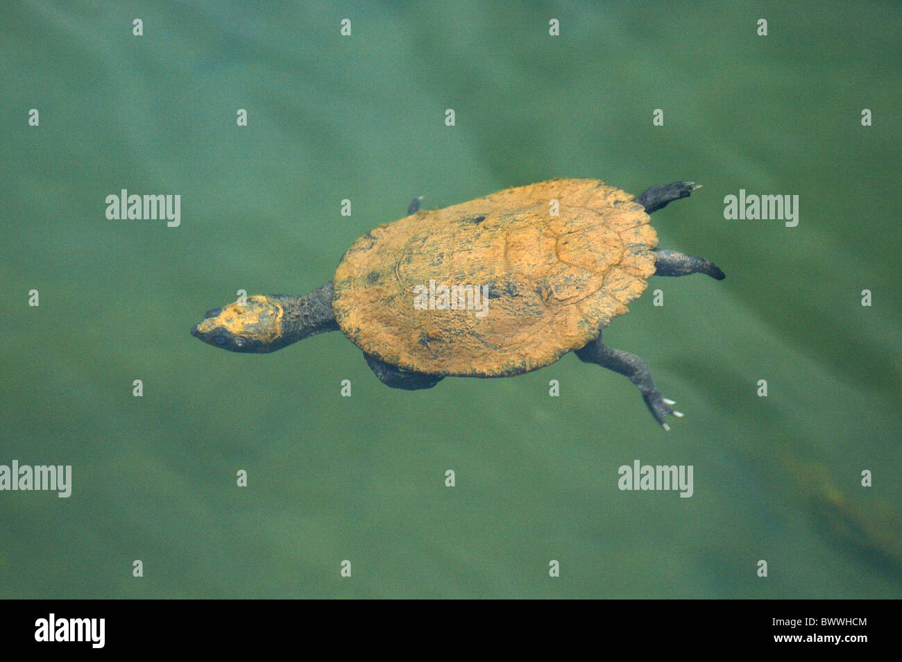 Saw-shelled Turtle (Elseya latisternum) adult, diving in tropical lake ...