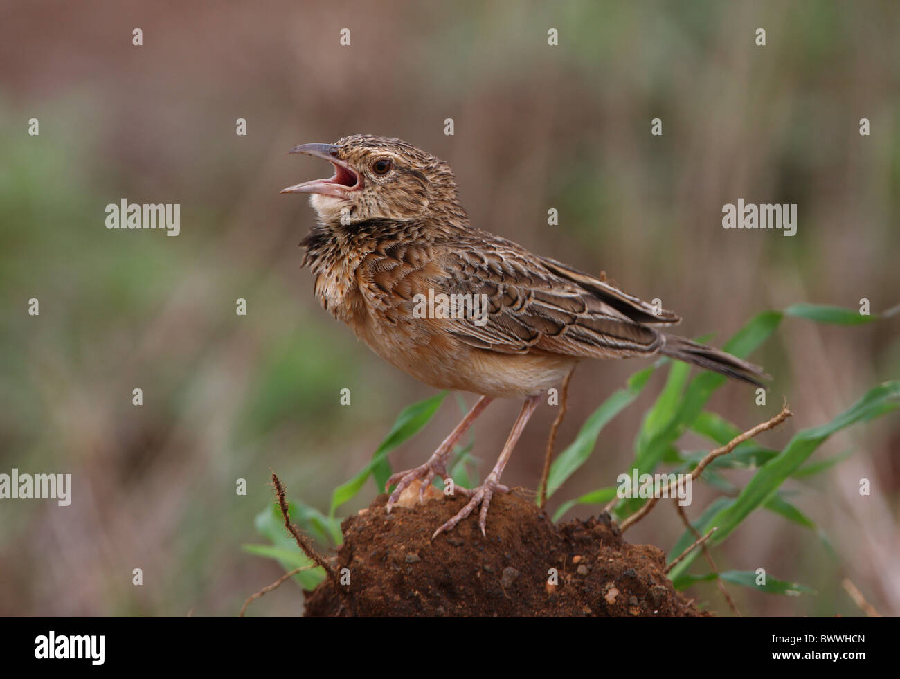 Red winged singing bushlark hi-res stock photography and images - Alamy