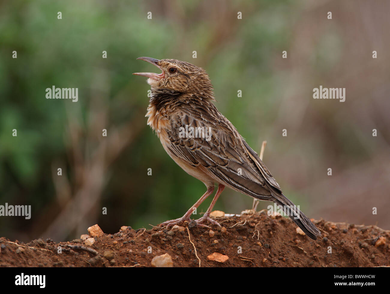 Red winged singing bushlark hi-res stock photography and images - Alamy