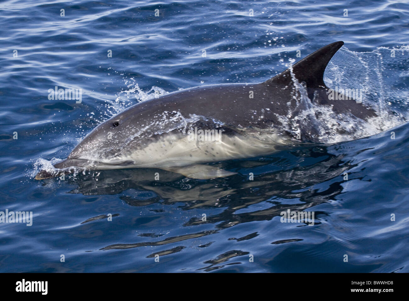 Delphinus delphis wales hi-res stock photography and images - Alamy
