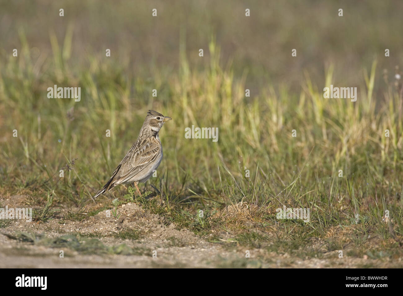 Calandra Lark (Melanocorypha calandra) adult, standing in field, Spain ...
