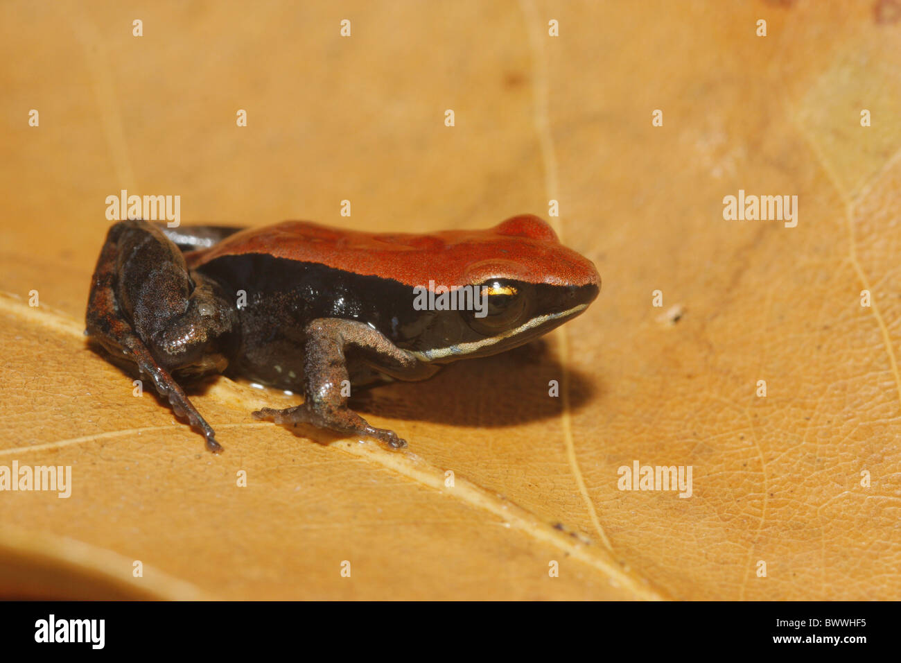Brown Mantella Mantella betsileo adult sitting Stock Photo - Alamy